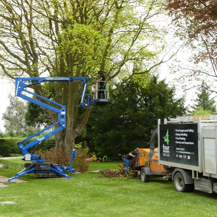 Specialist Tree Surgery For A Large Maple Tree In Princes Risborough