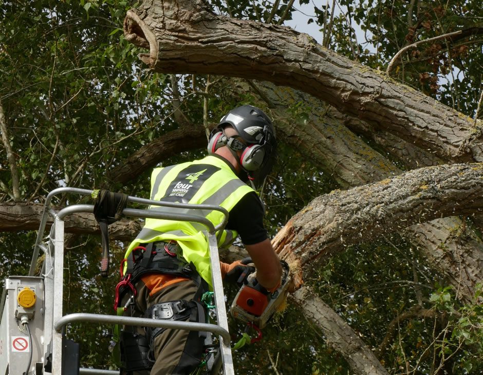 Tree Pollarding In Thame Of A Large Black Poplar By A Stream