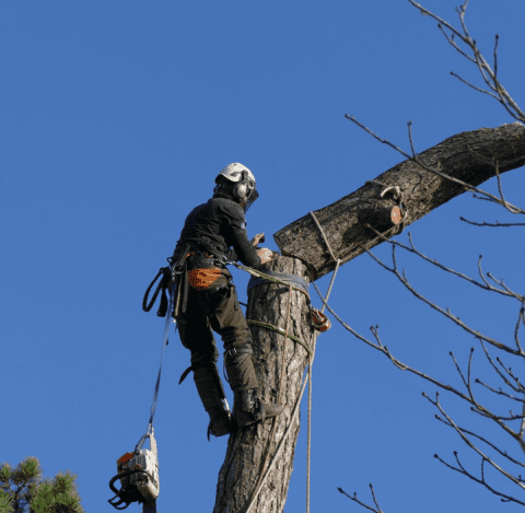 Tree Felling & Removal Work In Oxford - 4 Seasons Tree Care