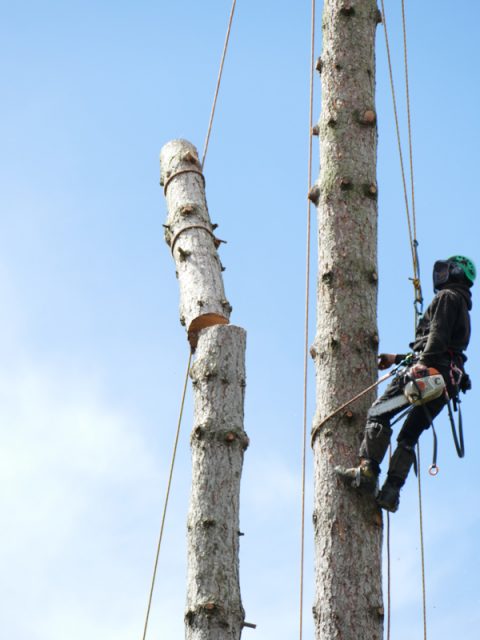 Large pine tree removal & sectional felling in Oxford - 4 Seasons Tree Care