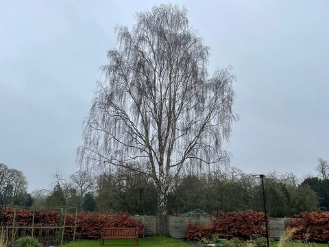 Large Silver Birch Tree Pruning By Qualified Tree Surgeons