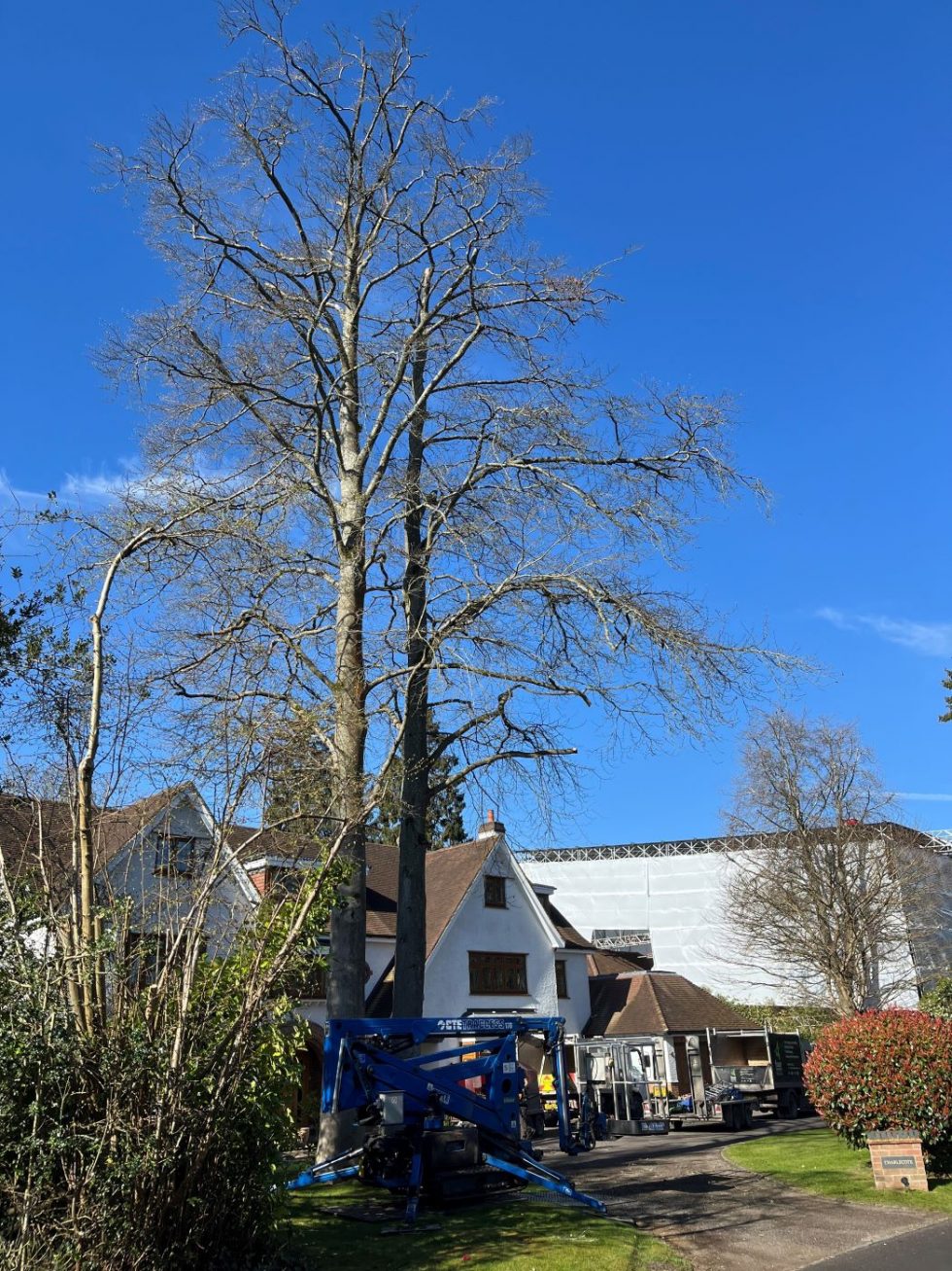 Beech Trees & Basal Decay. Do You Need A Tree Surgeon?