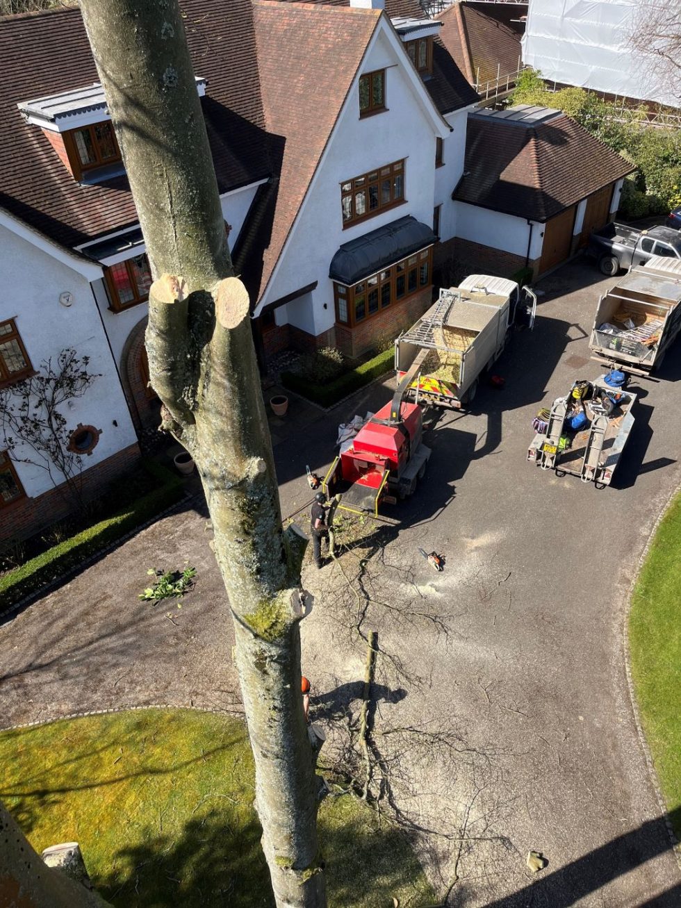 Beech Trees & Basal Decay. Do You Need A Tree Surgeon?