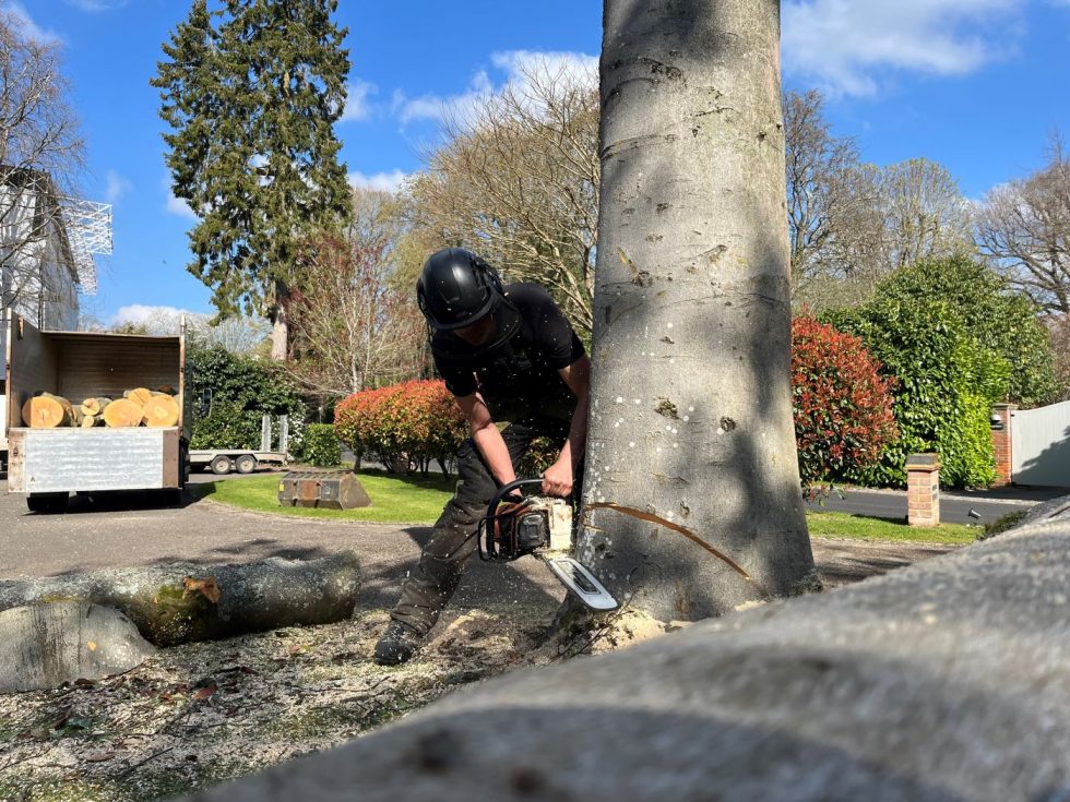 Beech Trees & Basal Decay. Do You Need A Tree Surgeon?