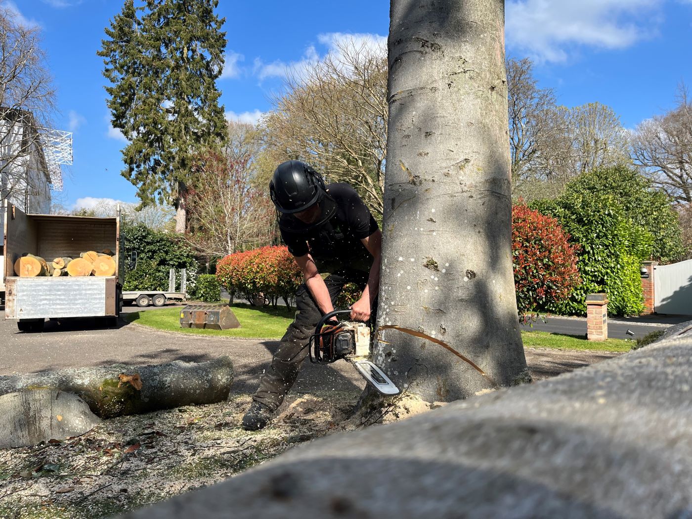Beech Trees & Basal Decay. Do You Need A Tree Surgeon?